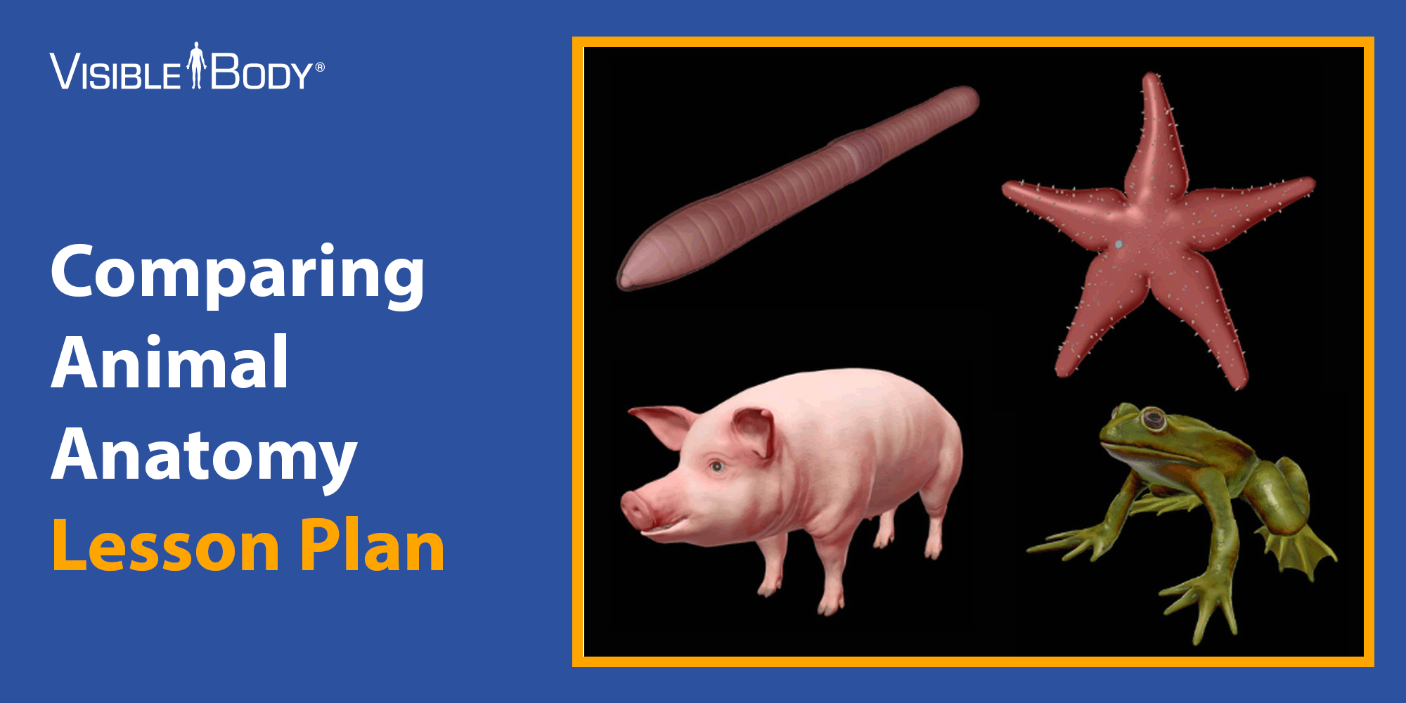 Comparing Animal Anatomy: A Visible Body Lesson Plan